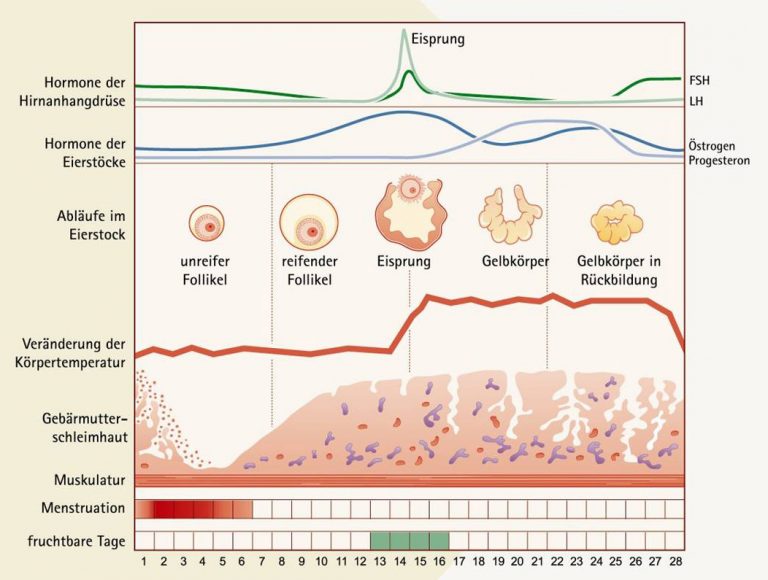 Menstrual cycle monitoring - Kinderwunschpraxis Tübingen
